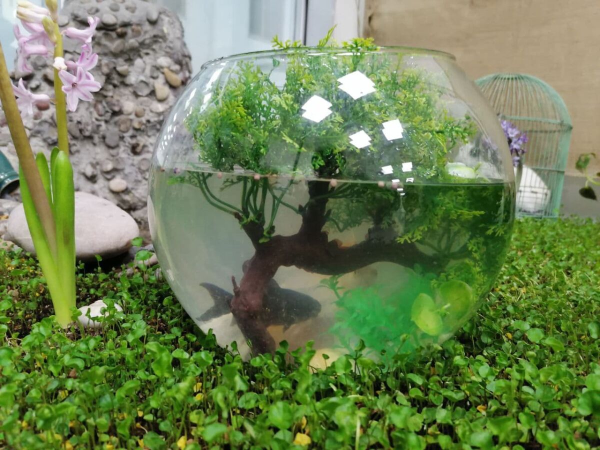 Biology 4th Grade Students re-newed Mini Ecosystem Project at TIU ...