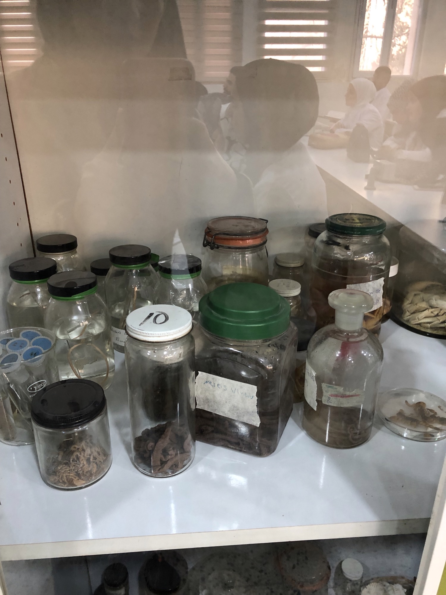 Scientific Trip to Invertebrate Laboratory - TIU